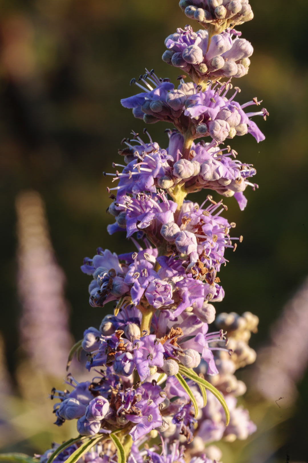 What is Chasteberry and what can it do for your health? – BIOKOMA ...