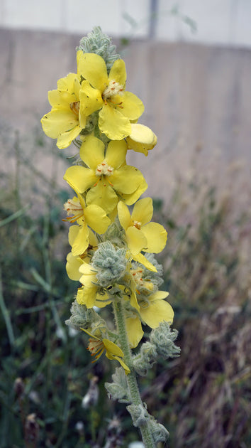 Mullein - a yellow flower with miraculous properties – BIOKOMA® - Dried ...